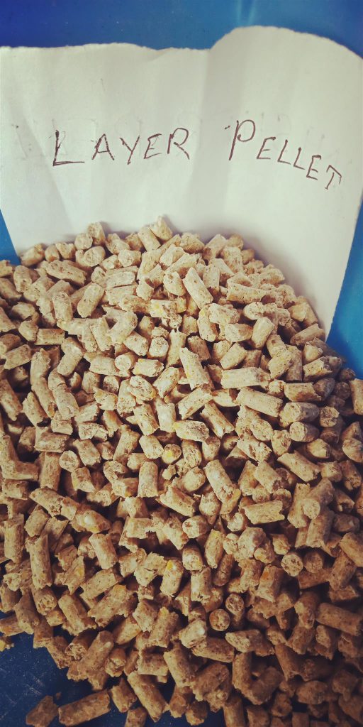 Layer Pellet | ShivShakti Agro