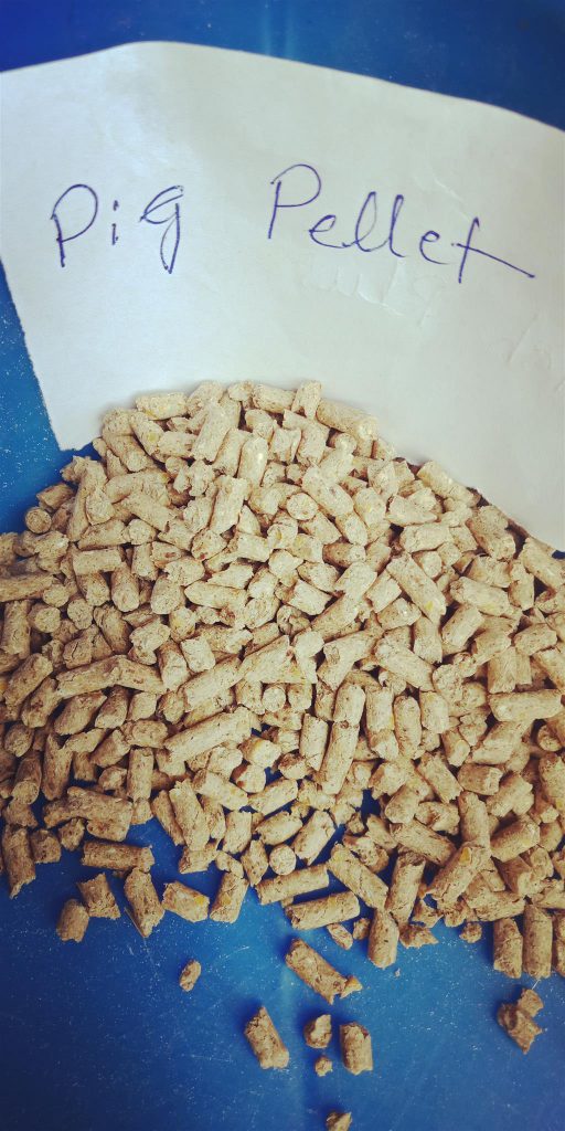Pig Pellet | ShivShakti Agro